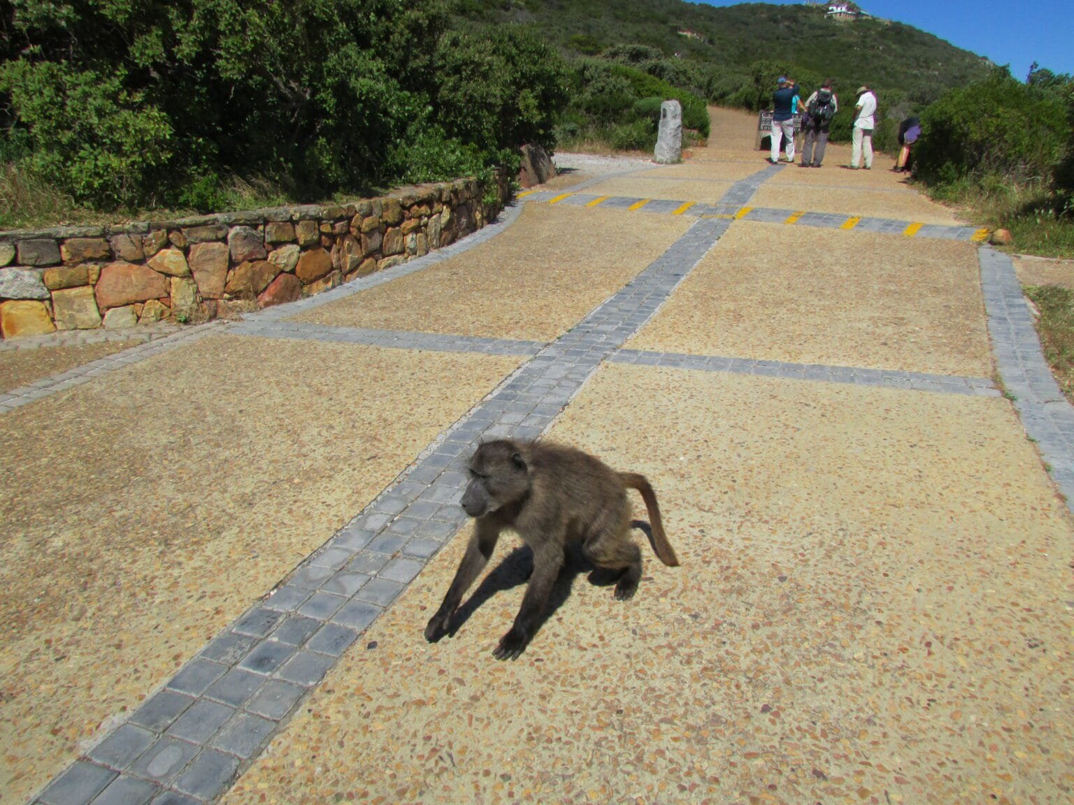 Cómo visitar Cape Point: guía completa desde Ciudad del Cabo